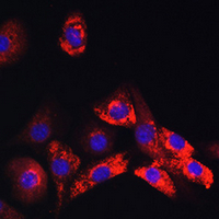 - Products - Cohesion Biosciences